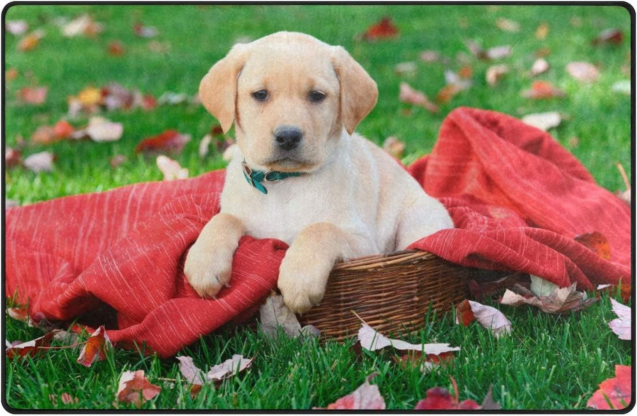 Dreamtimes 31x 20 Inch Area Rug, Carpet Labrador Retriever Puppy Sits ...