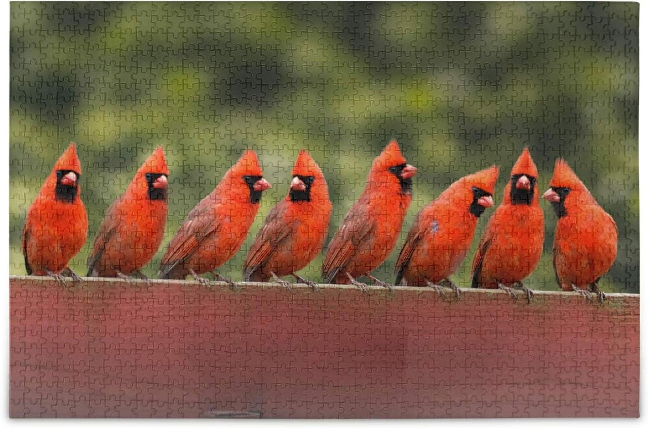 Dreamtimes 500 Piece Jigsaw Puzzle for Adults Kids, Beautiful Birds ...