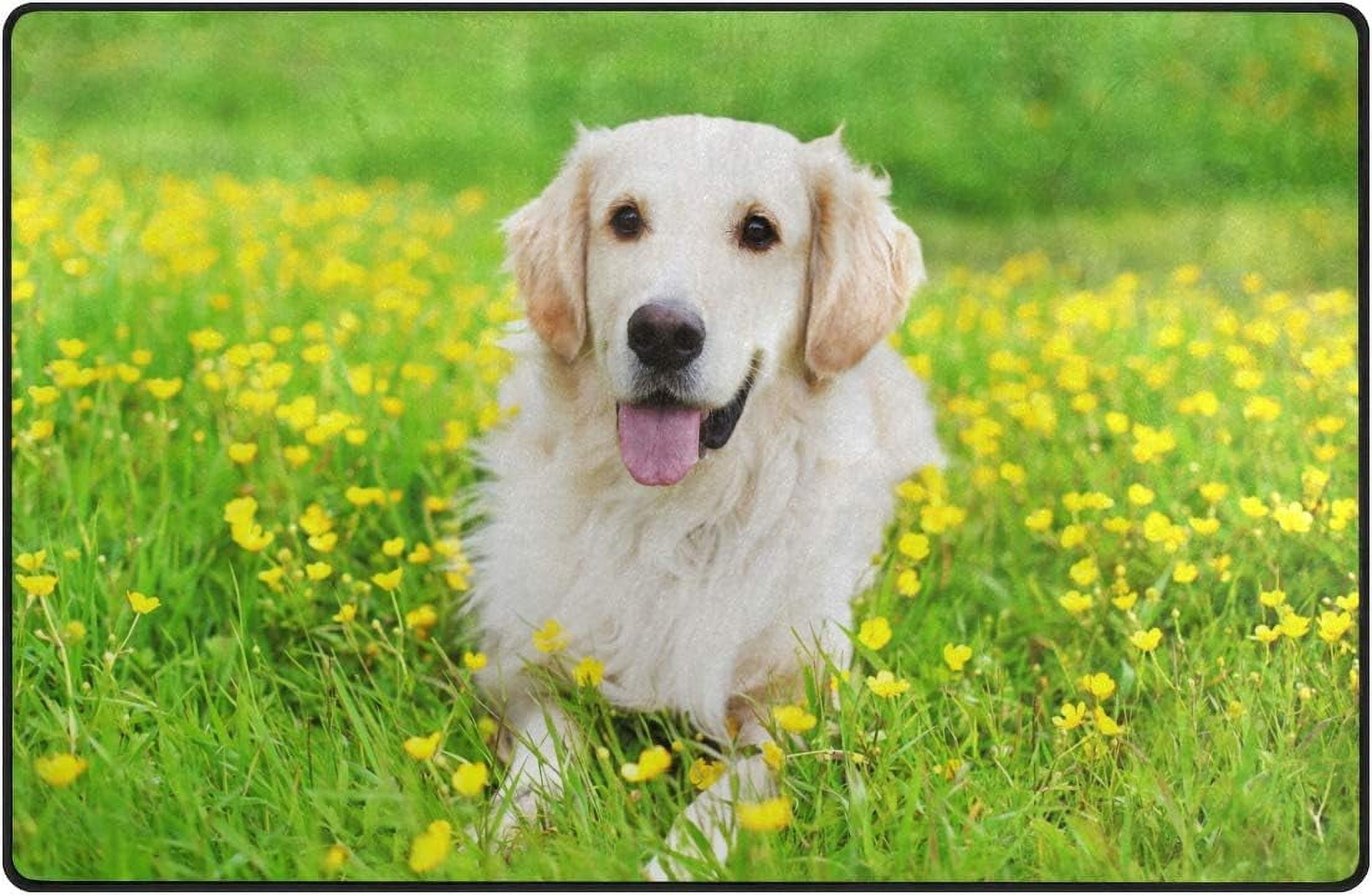 Dreamtimes Area Rug 60 x 39 inch (5'x 3'3"), Carpet Beautiful Golden ...