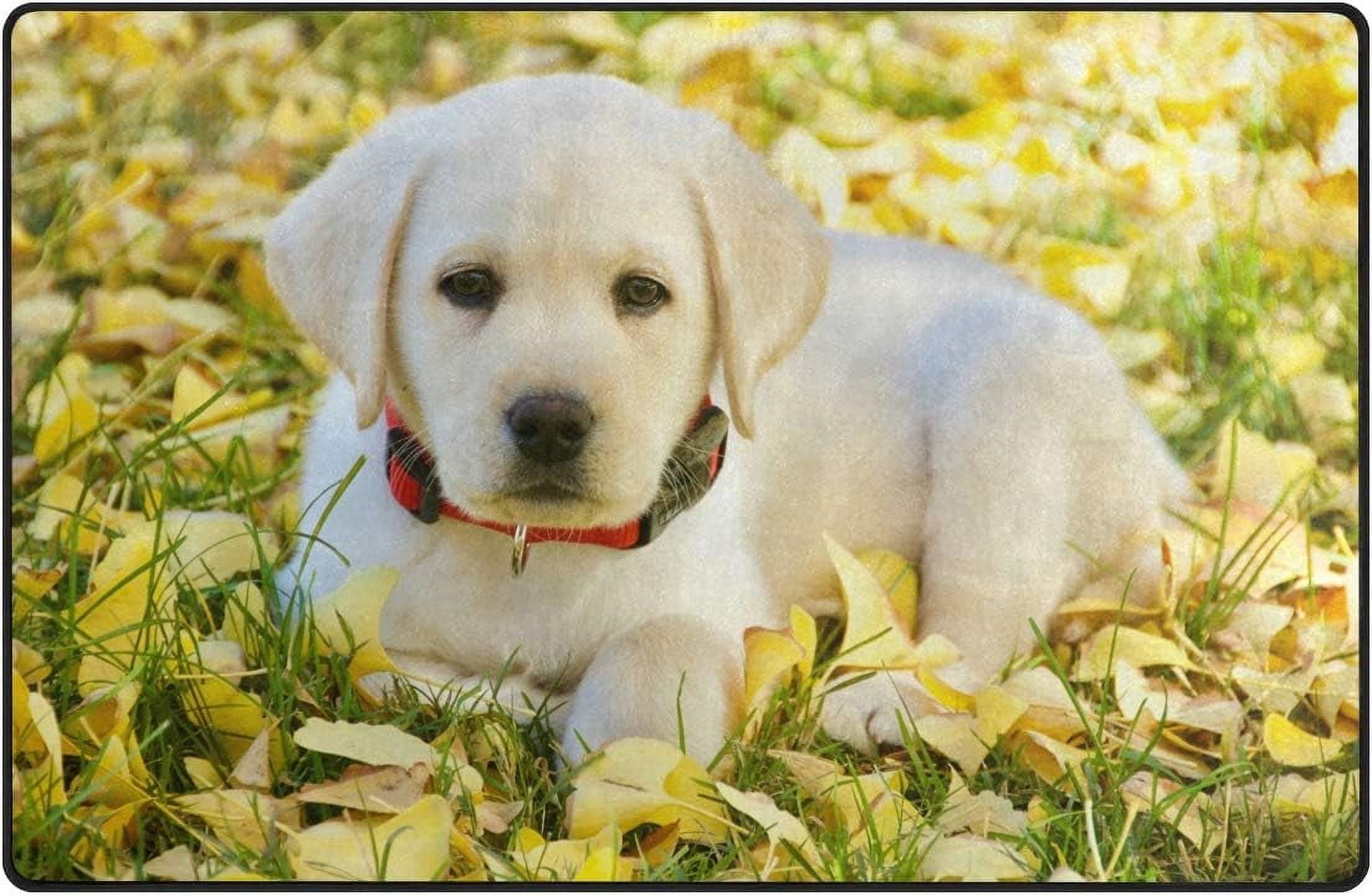 Dreamtimes Area Rug 60 x 39 inch (5'x 3'3"), Carpet Labrador Retriever ...