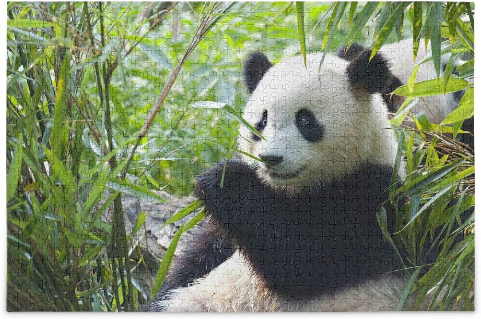 Dreamtimes Cute Panda Bear Animal Eating Bamboo Leaf in Jungle Forest ...