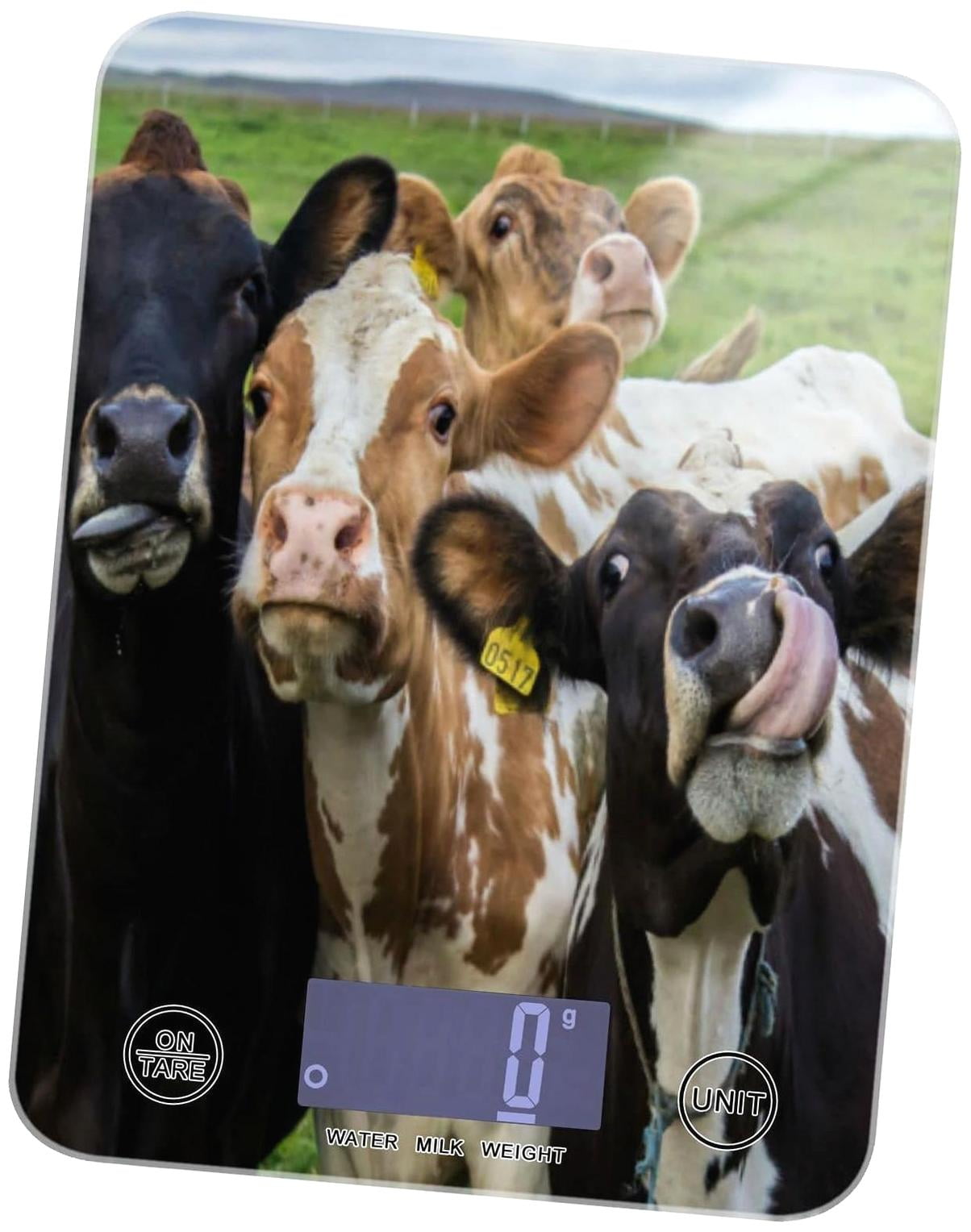 Dreamtimes Four Amusing Cows Gazing at The Camera on Field Tempered ...