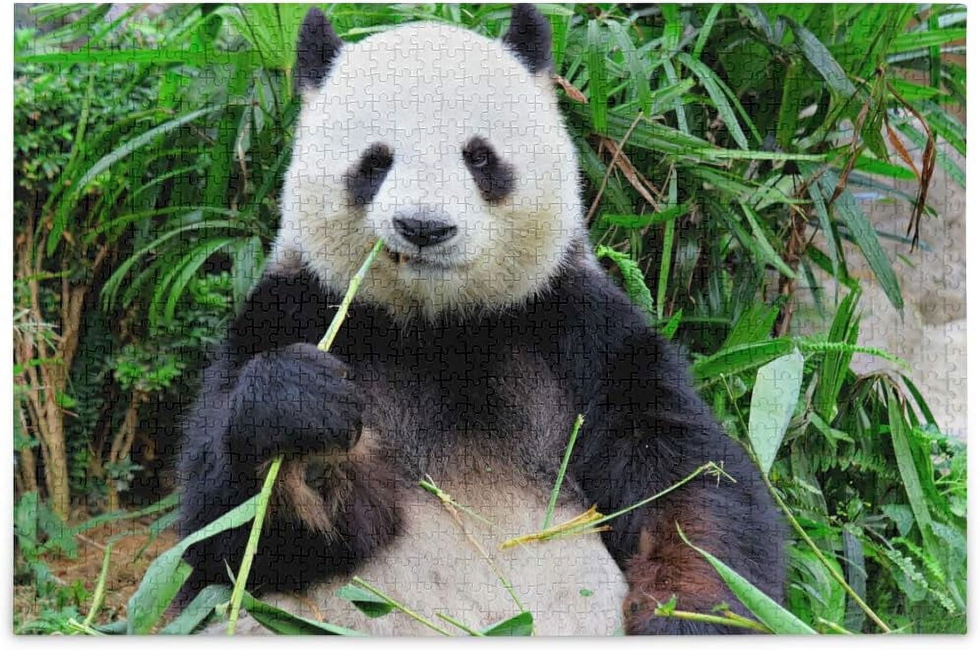 Dreamtimes Giant Panda Bear Animal Eating Bamboo Leaf in Forest Jungle ...
