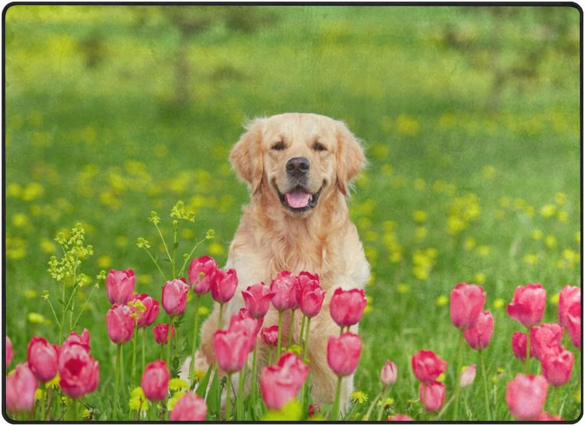 Dreamtimes Golden Retriever Sitting Tulip Flower Fields 80 x 58 inches ...