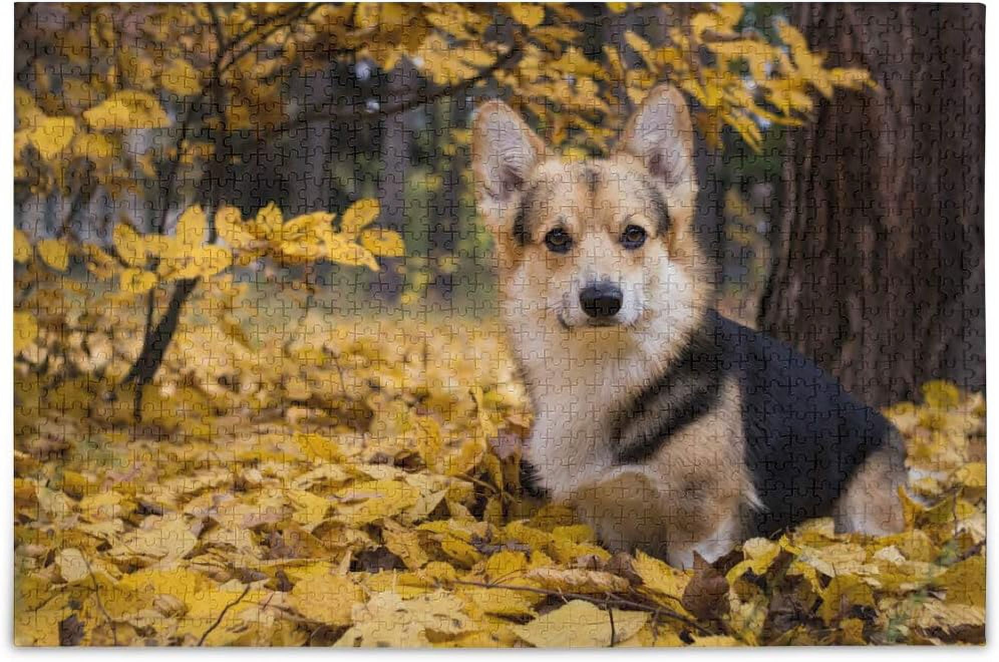 Dreamtimes Jigsaw Puzzles for Adults 500 Pieces Dog Corgi On A Walk in ...
