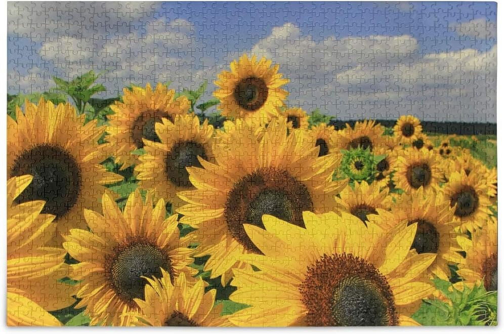 Dreamtimes Jigsaw Puzzles for Adults 500 Pieces Sunflower Field Against ...