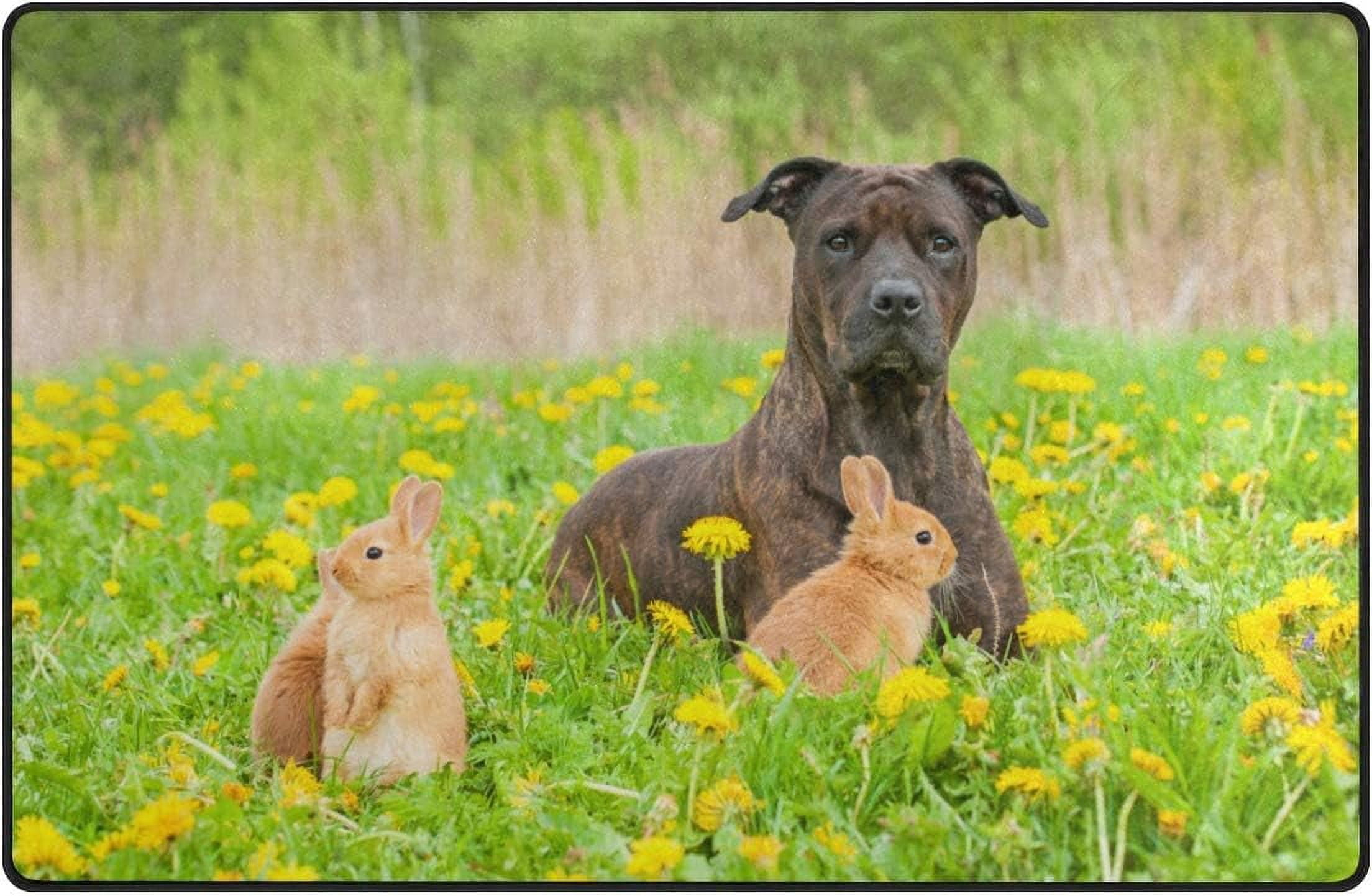 Dreamtimes Lightweight Soft Area Rugs 31x20 Inch, Dog and Rabbits On ...