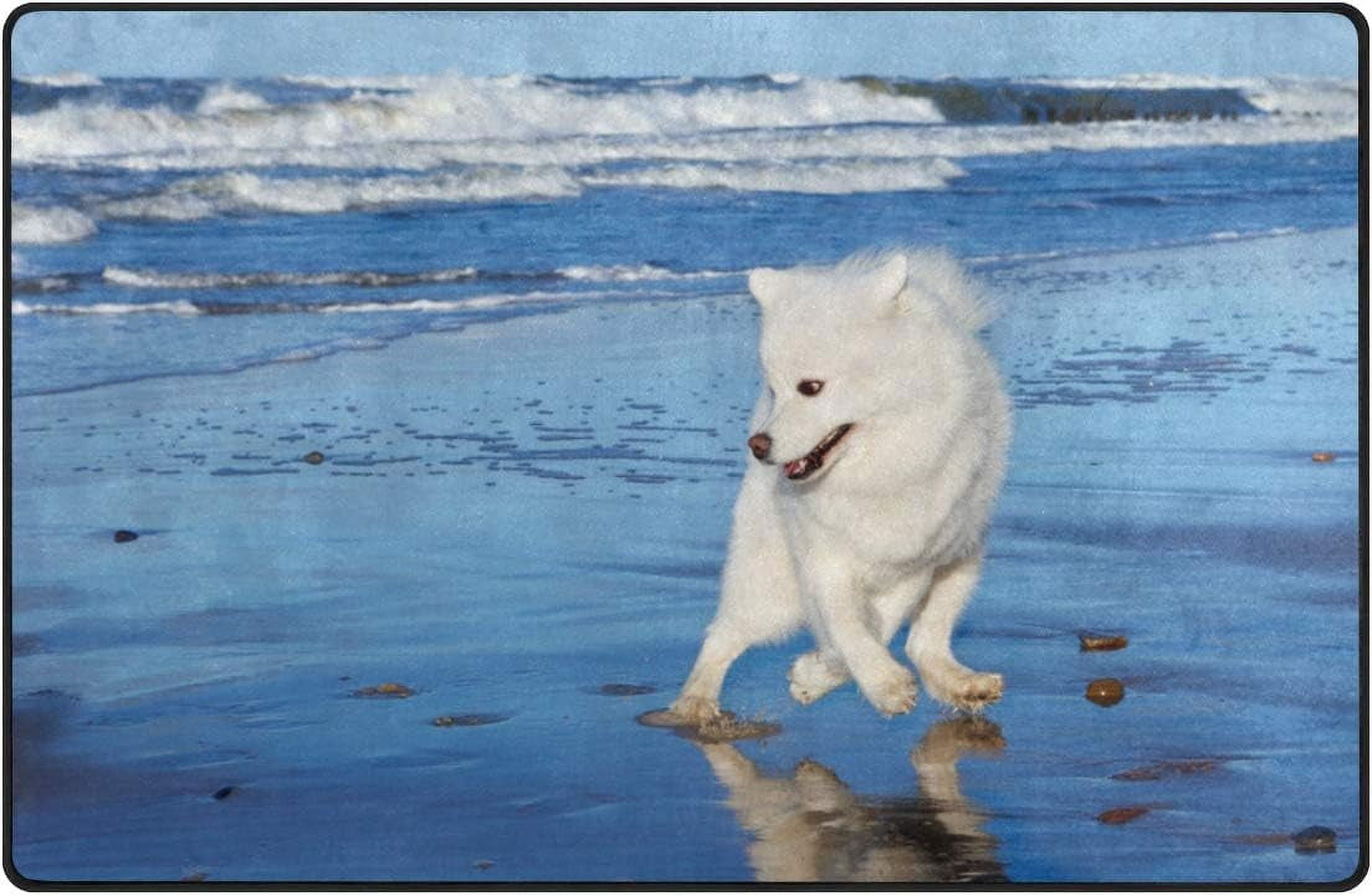 Dreamtimes Lightweight Soft Area Rugs 60 x 39 inch (5'x 3'3"), White ...