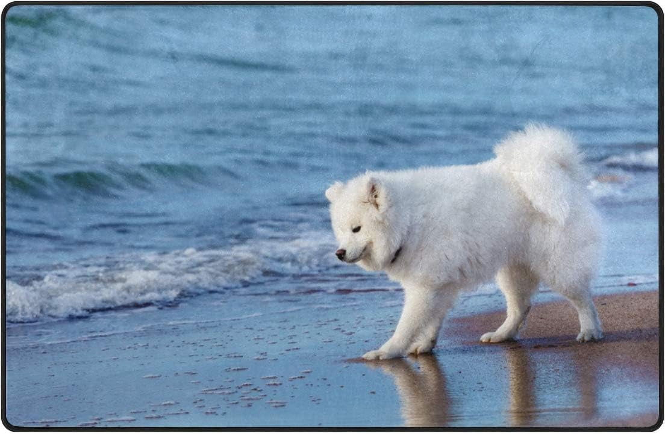 Dreamtimes Lightweight Soft Area Rugs 60 x 39 inch (5'x 3'3"), White ...