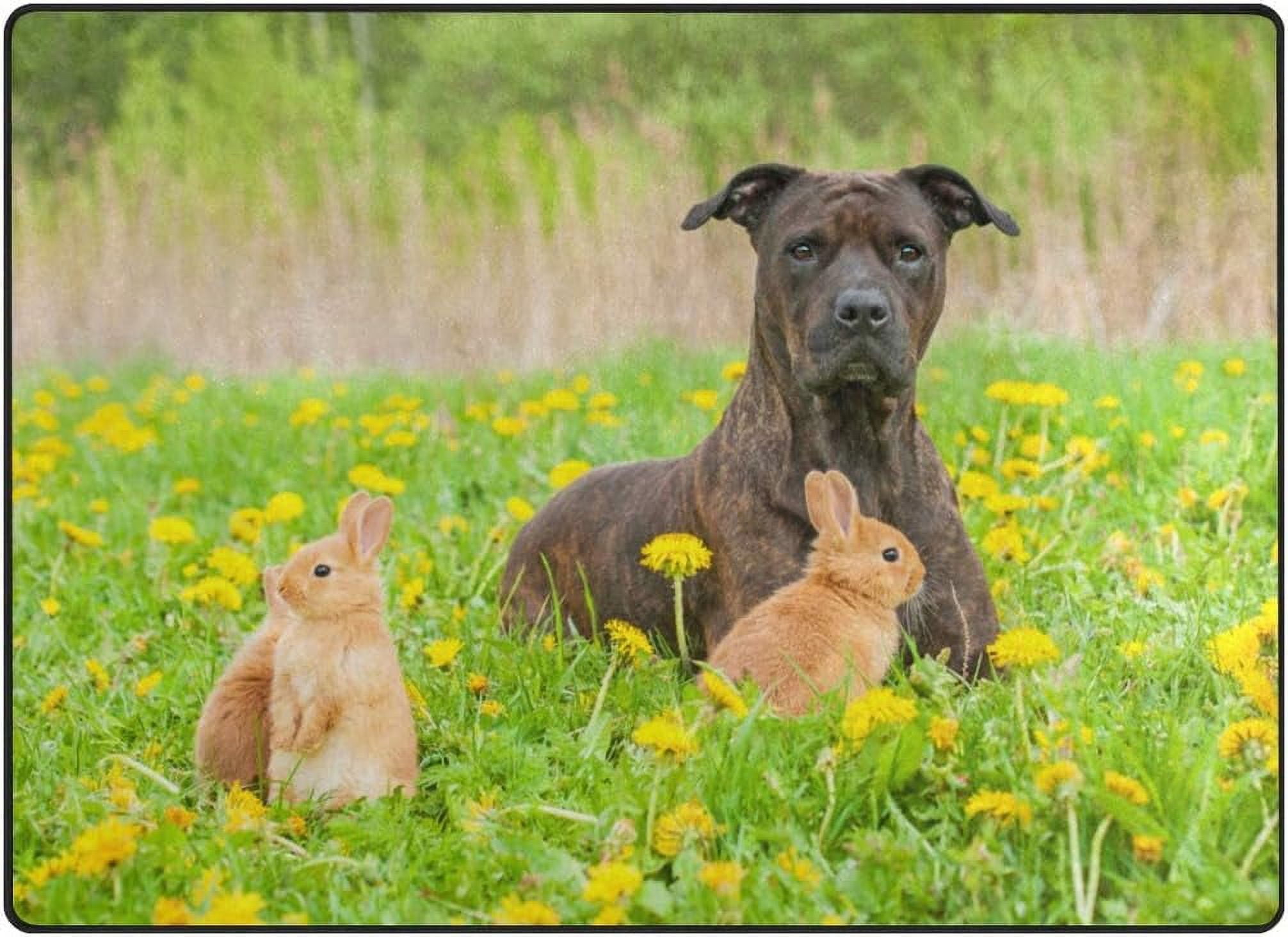 Dreamtimes Lightweight Soft Area Rugs 63 x 48 in, Dog and Rabbits On ...
