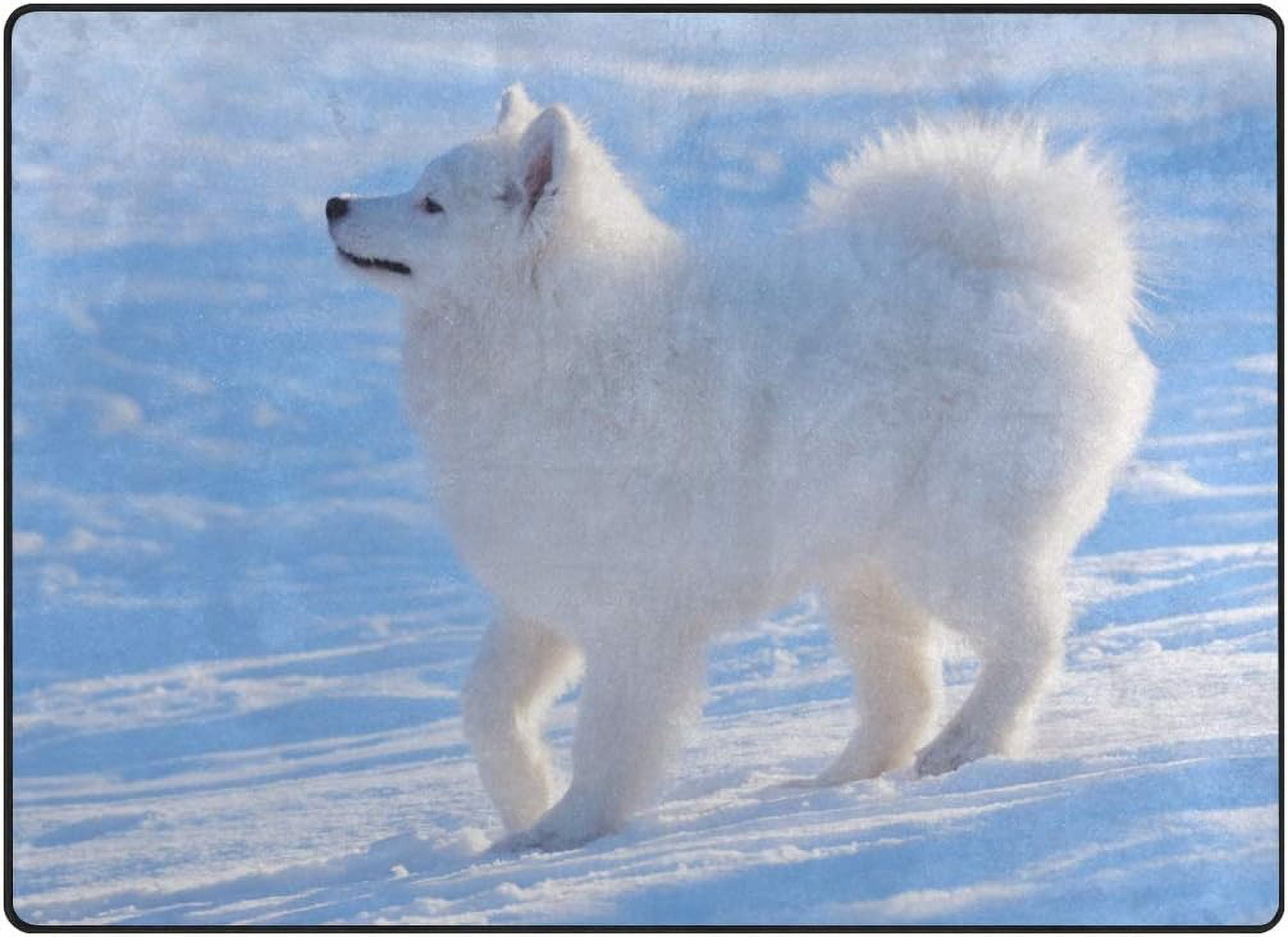 Dreamtimes Lightweight Soft Area Rugs 63 x 48 in, Puppy of Samoyed Dog ...