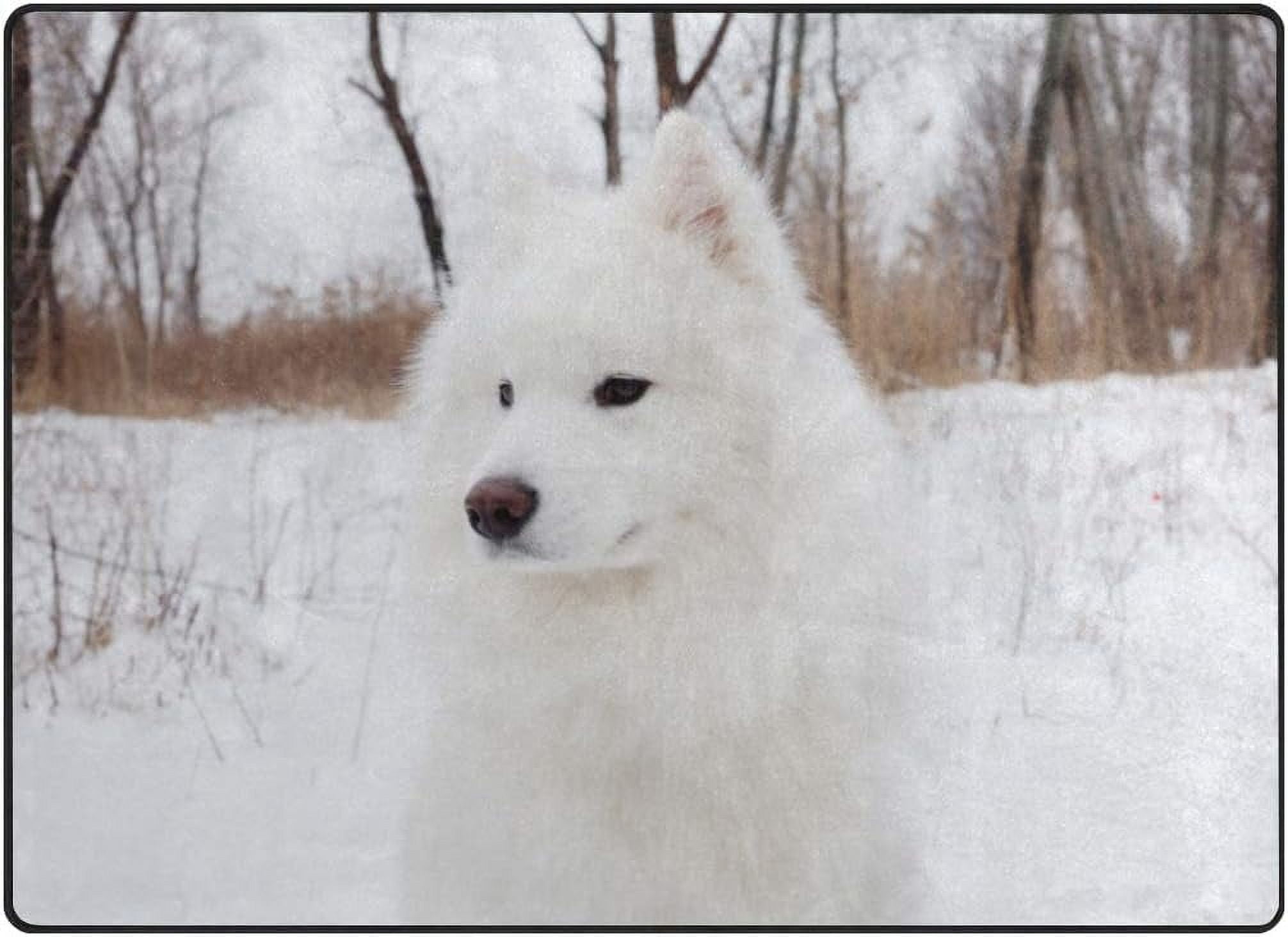 Dreamtimes Lightweight Soft Area Rugs, 80 x 58 inch（6'8" x 4'10 ...