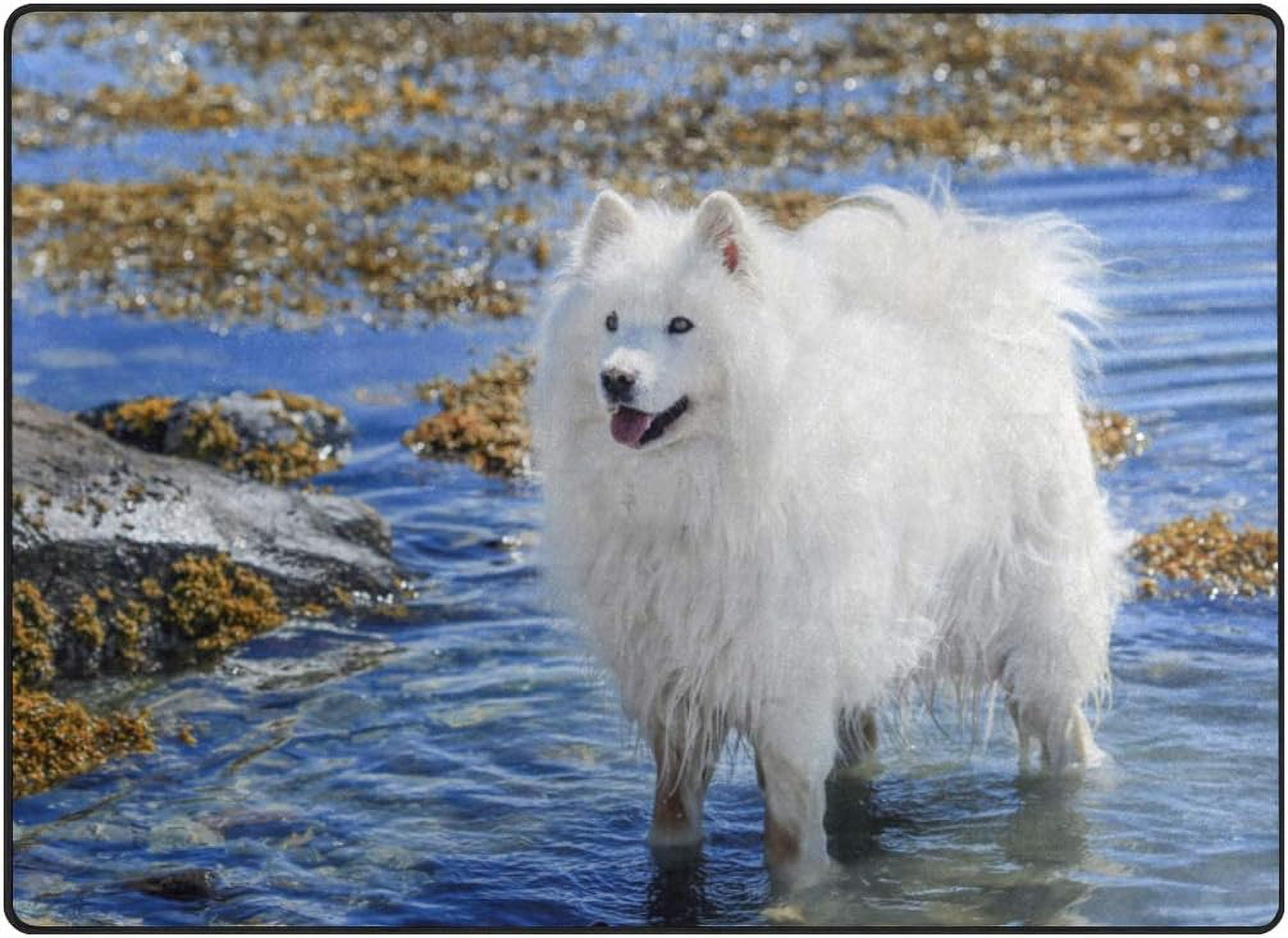 Dreamtimes Lightweight Soft Area Rugs, 80 x 58 inch（6'8" x 4'10 ...