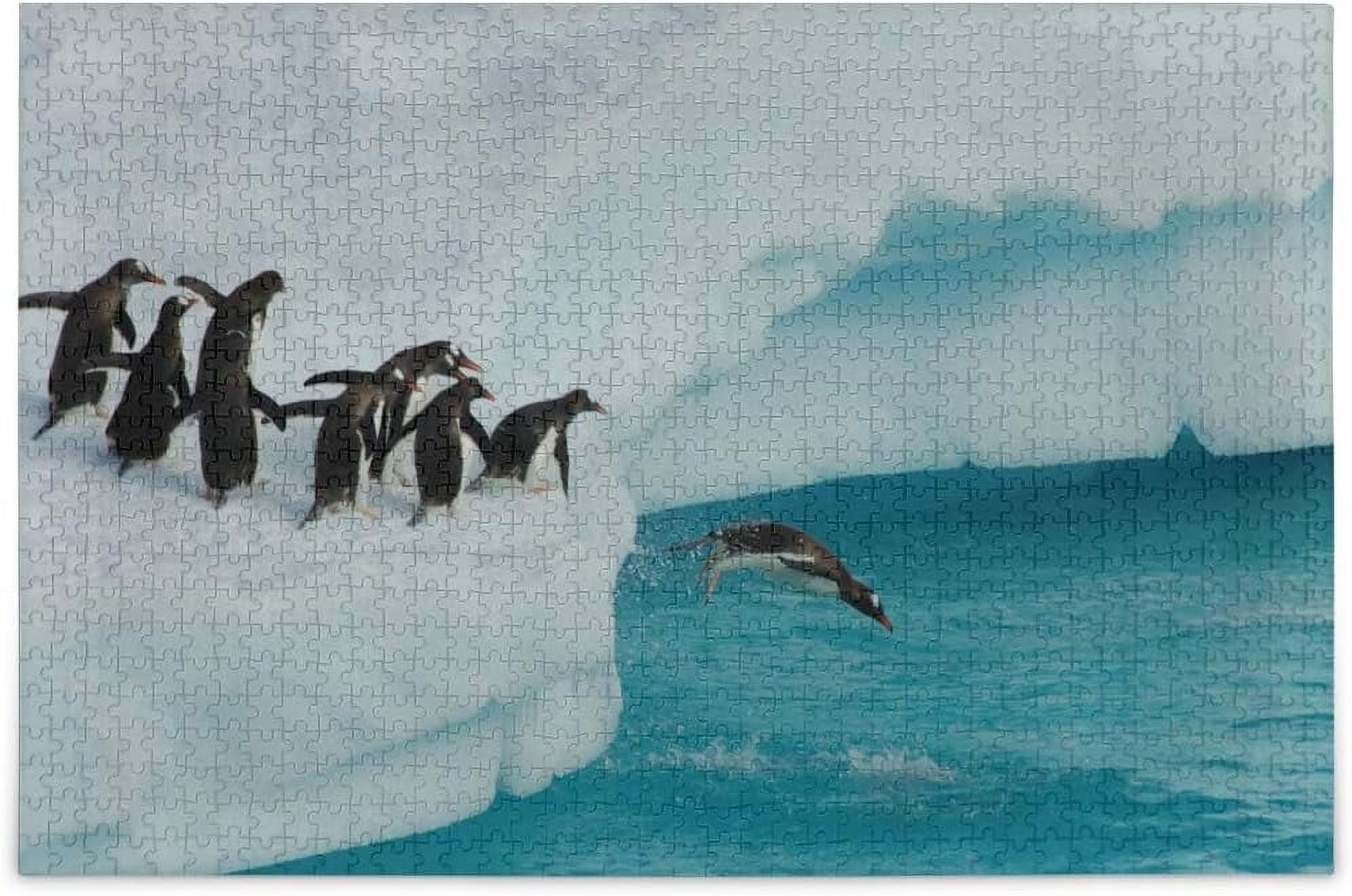 Dreamtimes Penguin Animal Play On Iceberg Jump in Blue Sea Water Ocean ...