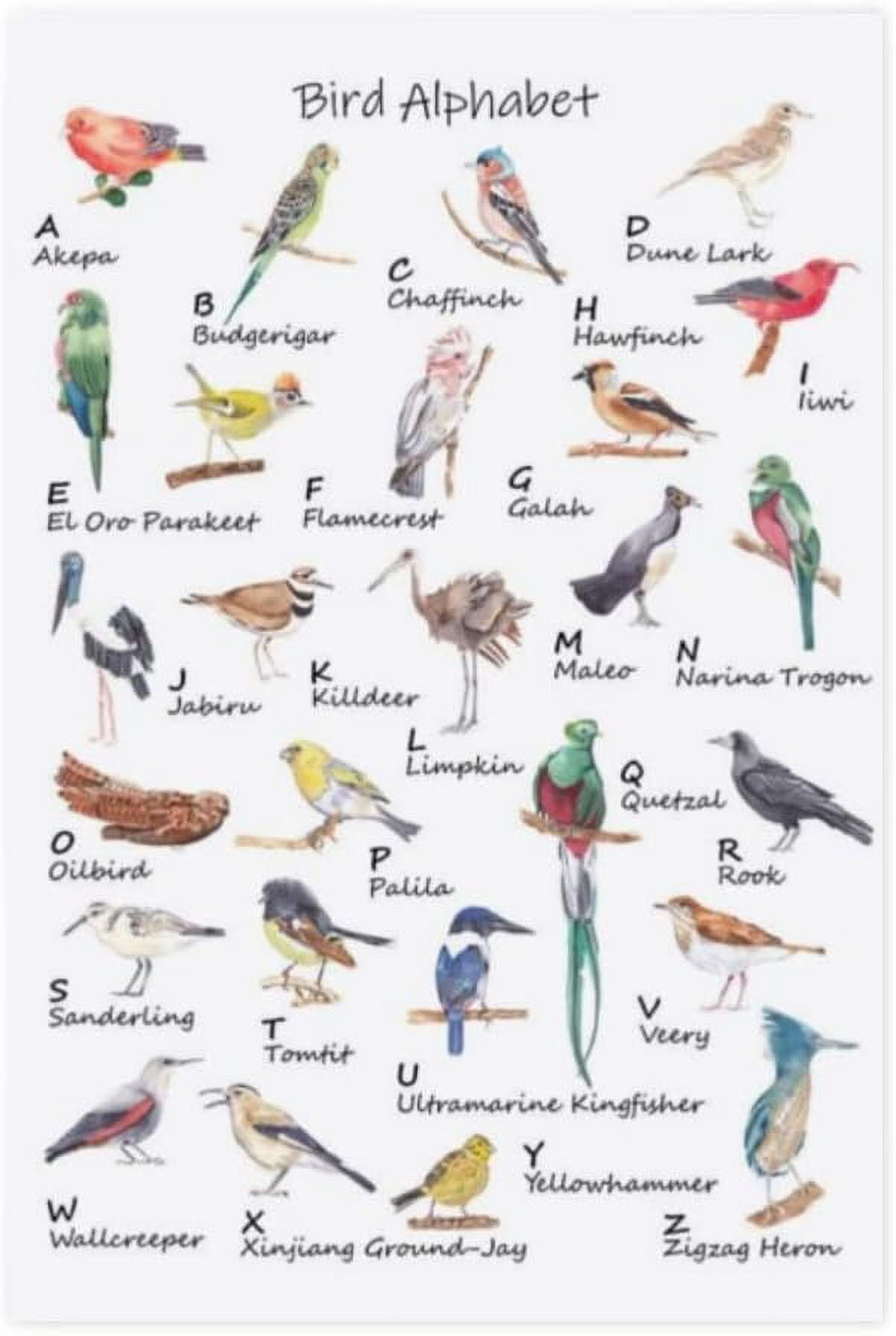 Dreamtimes Poster Prints Wall Paper Art Decor Birds Alphabet Letter ...