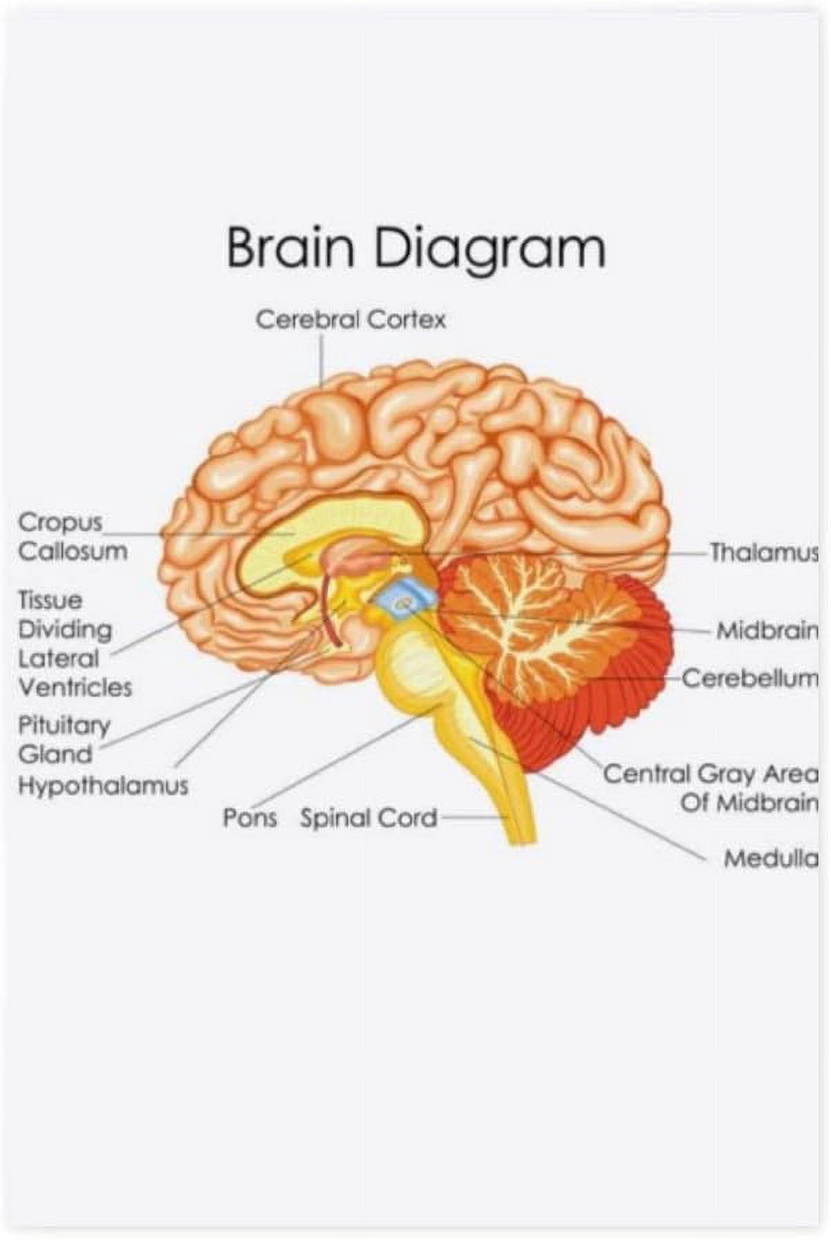 Dreamtimes Poster Prints Wall Paper Art Decor Brain Structure Alphabet ...
