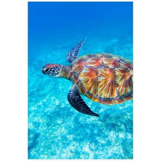 Dreamtimes Poster Prints Wall Paper Art Decor turtle tortoise blue sea ...