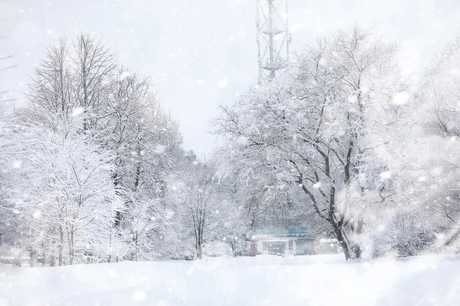 Dreamy Forest Snowflake Background Winter Landscape Snow Covered Pine ...