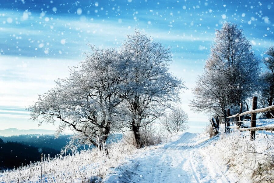 Dreamy Forest Snowflake Background Winter Landscape Snow Covered Pine ...