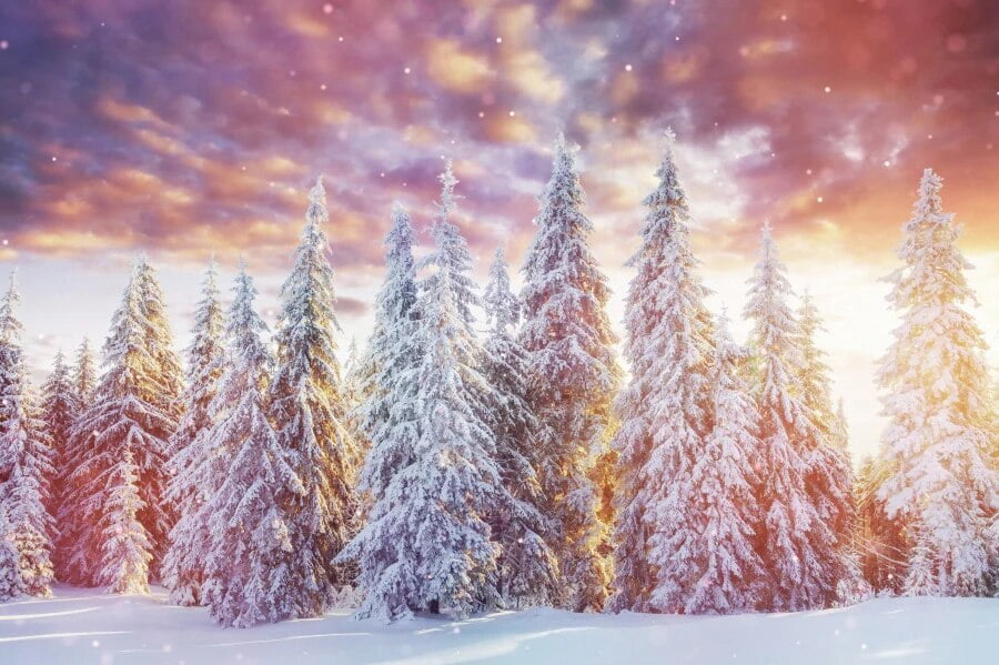 Dreamy Forest Snowflake Background Winter Landscape Snow Covered Pine Tree Mountain Adults ...
