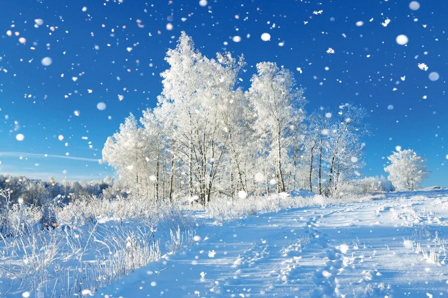 Dreamy Forest Snowflake Background Winter Landscape Snow Covered Pine ...