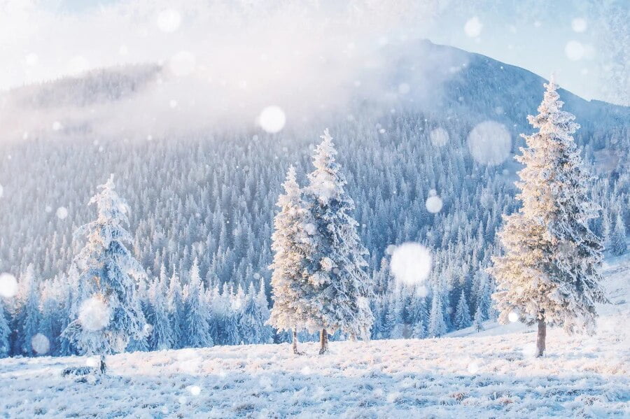 Dreamy Forest Snowflake Background Winter Landscape Snow Covered Pine ...