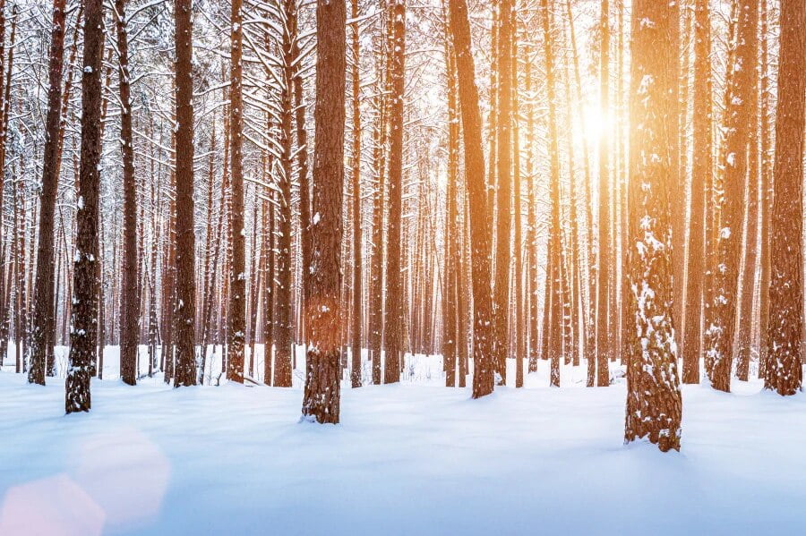 Dreamy Forest Snowflake Background Winter Landscape Snow Covered Pine ...