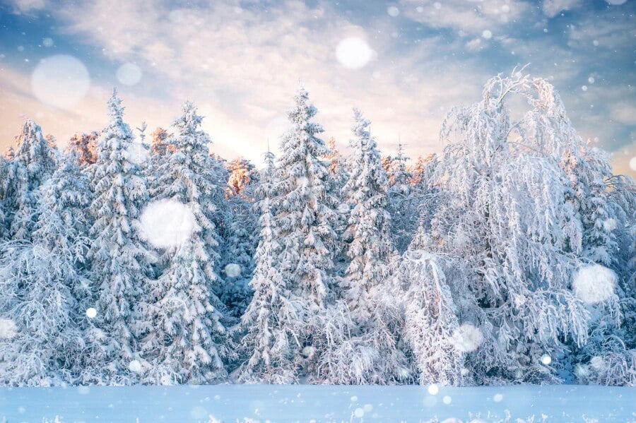 Dreamy Forest Snowflake Background Winter Landscape Snow Covered Pine ...