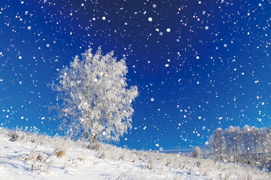 Dreamy Forest Snowflake Background Winter Landscape Snow Covered Pine ...