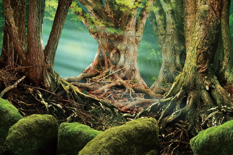 Dreamy Tropical Jungle Rainforest Backdrop Fairytale Misty Deep Green ...