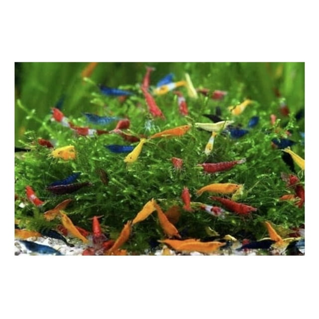 Drevy 10 Mixed neocaridina Shrimp Skittles Live Freshwater Aquarium ...