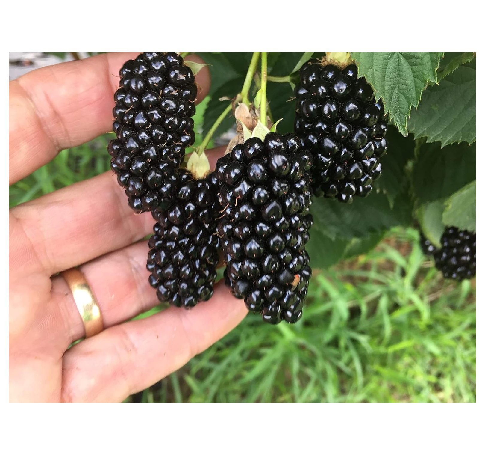 Drevy BlackBerry Plants Big Daddy Price Includes Four 4 Plants