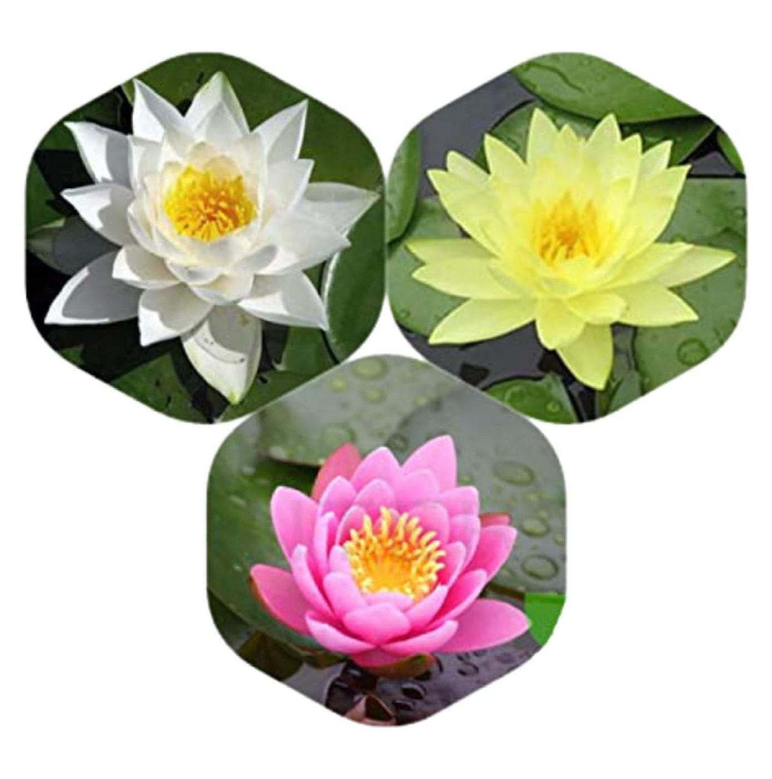 Drevy - Water Lily Tuber 3 Pre-Grown Hardy Lily Rhizome Live Aquarium ...