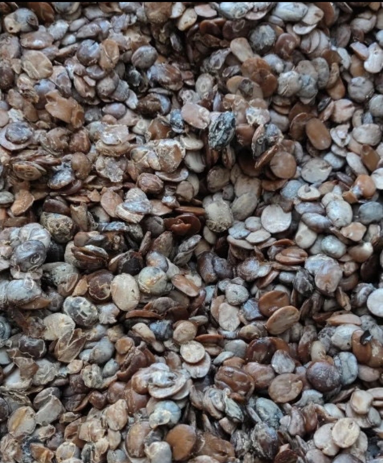 Dried African Locust Beans | Iru, Dawadawa, Ogiri - Air Dried Whole ...