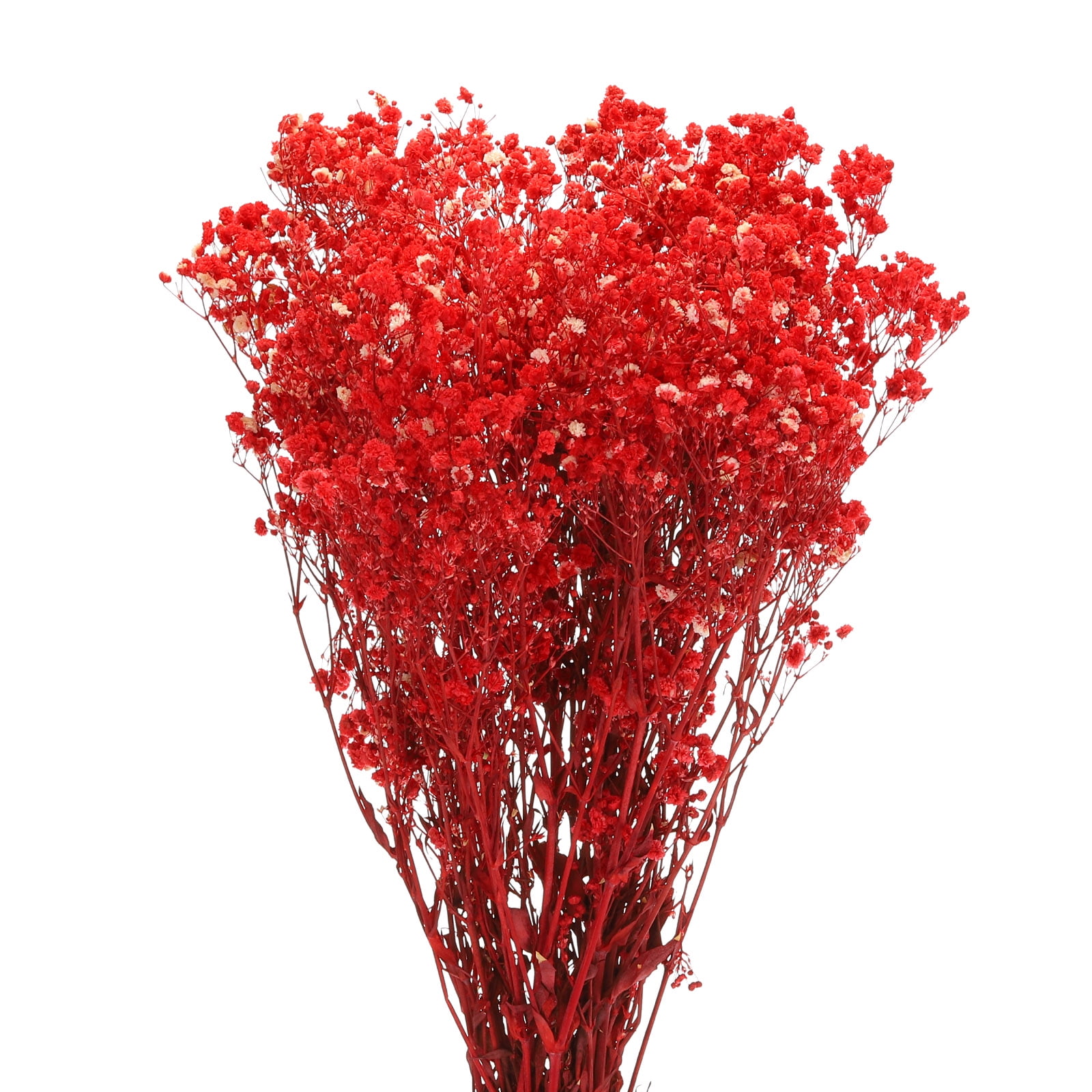 Dried Baby's Breath Flower 17 Inch Red Natural Baby's Breath Branches ...