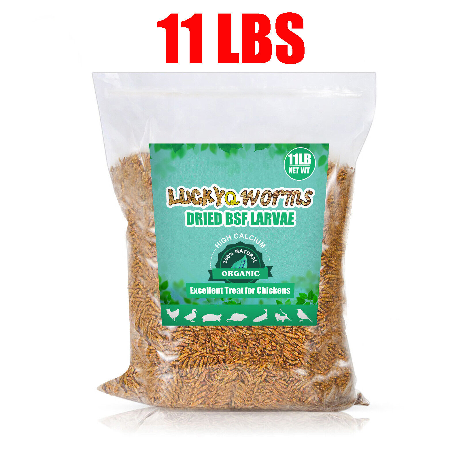 Dried Black Soldier Fly Larvae Chickens Feed Birds Treats Natural Food ...