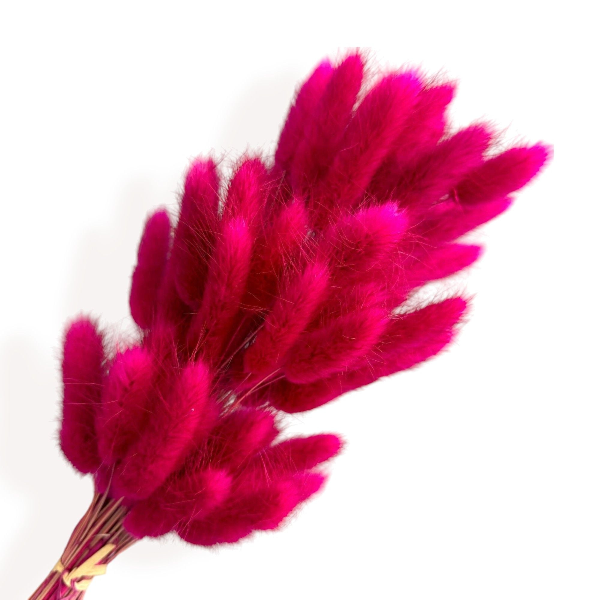 Dried Bunny Tail Grass Stems for Modern Home Decoration and Floral ...