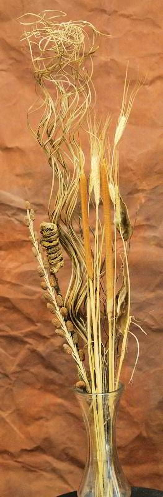 Dried Cattail Fall Bunch 18-20in. Long Ingredients Curly ting ting ...