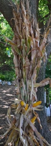 Dried Corn Stalk Bundle - 12 Per Bundle - Corn Shucks - We are unable ...