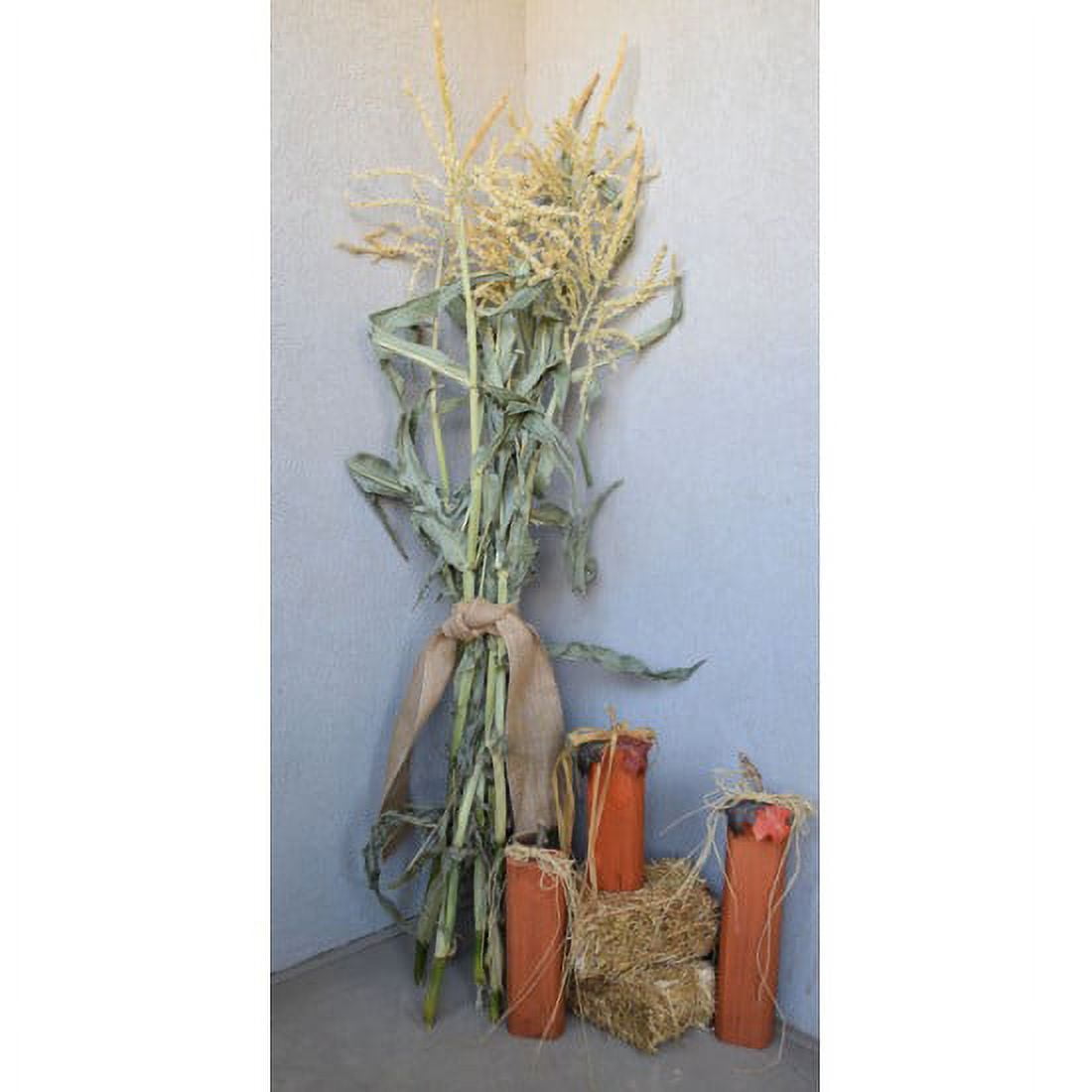 Dried Corn Stalk Bundle Short Stem 36-48 Inch - Single Bunch for ...