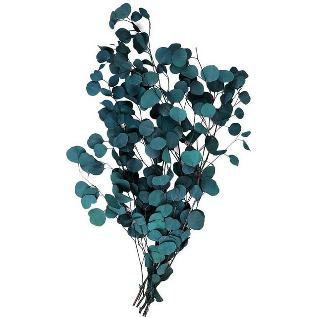 Dried Eucalyptus Bundle Fresh Eucalyptus Branches Real Natural ...