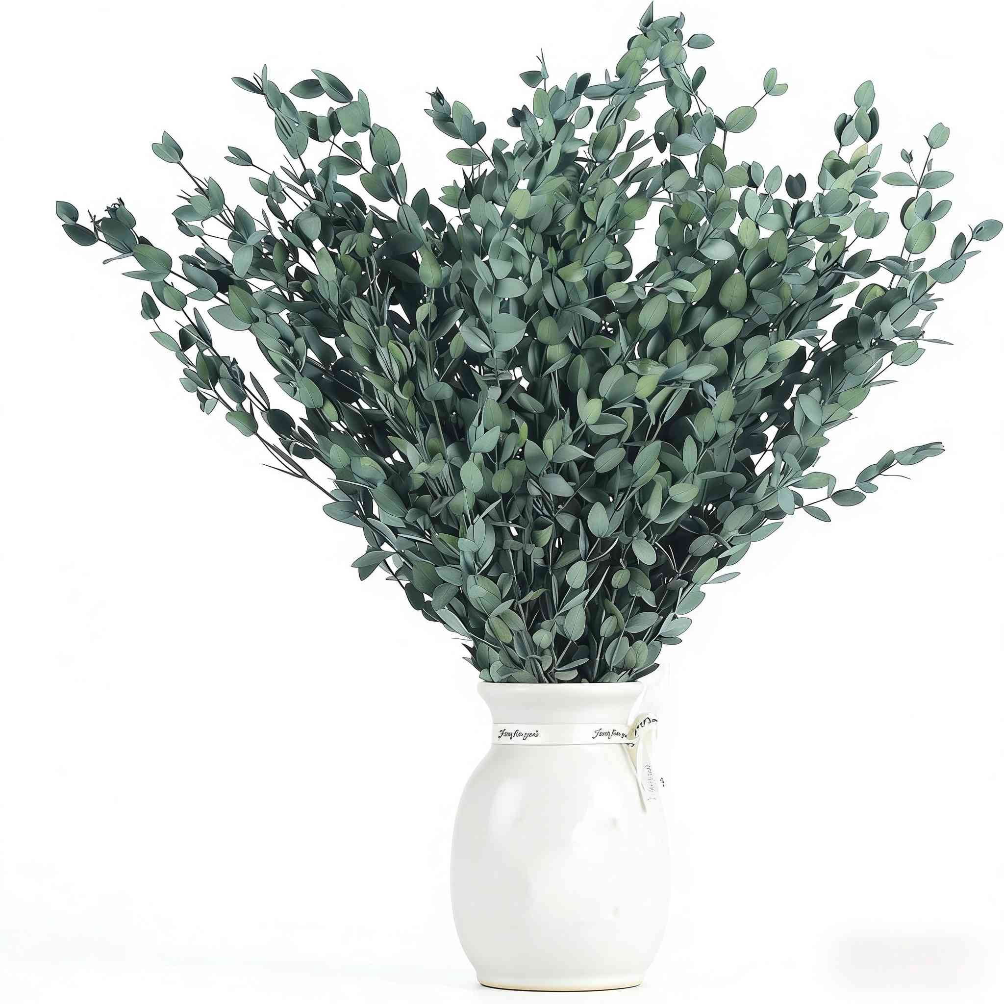 Dried Eucalyptus Leaves Stems, 2oz Preserved Real Eucalyptus Plant ...