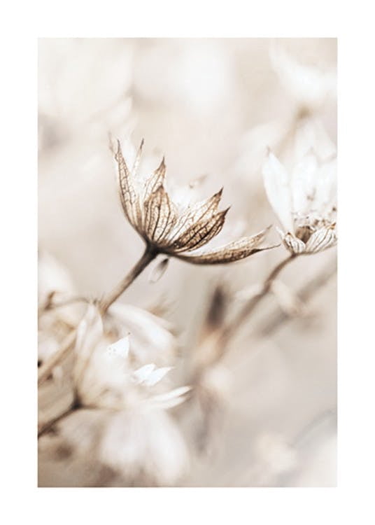 Dried Flower Close Up Print Wall Art, Modern Wall Decor For Living Room ...