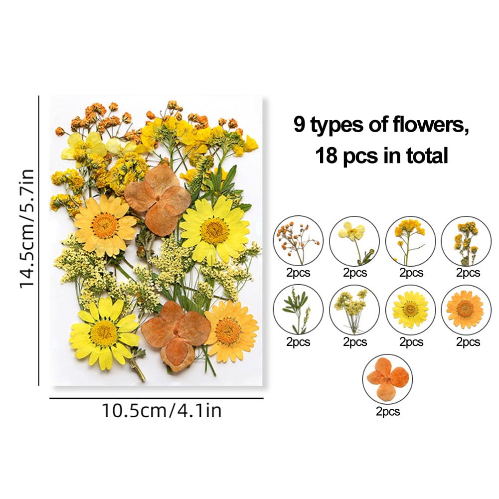 Dried Flower Craft Kit for DIY Enthusiasts Create Beautiful Decorations ...