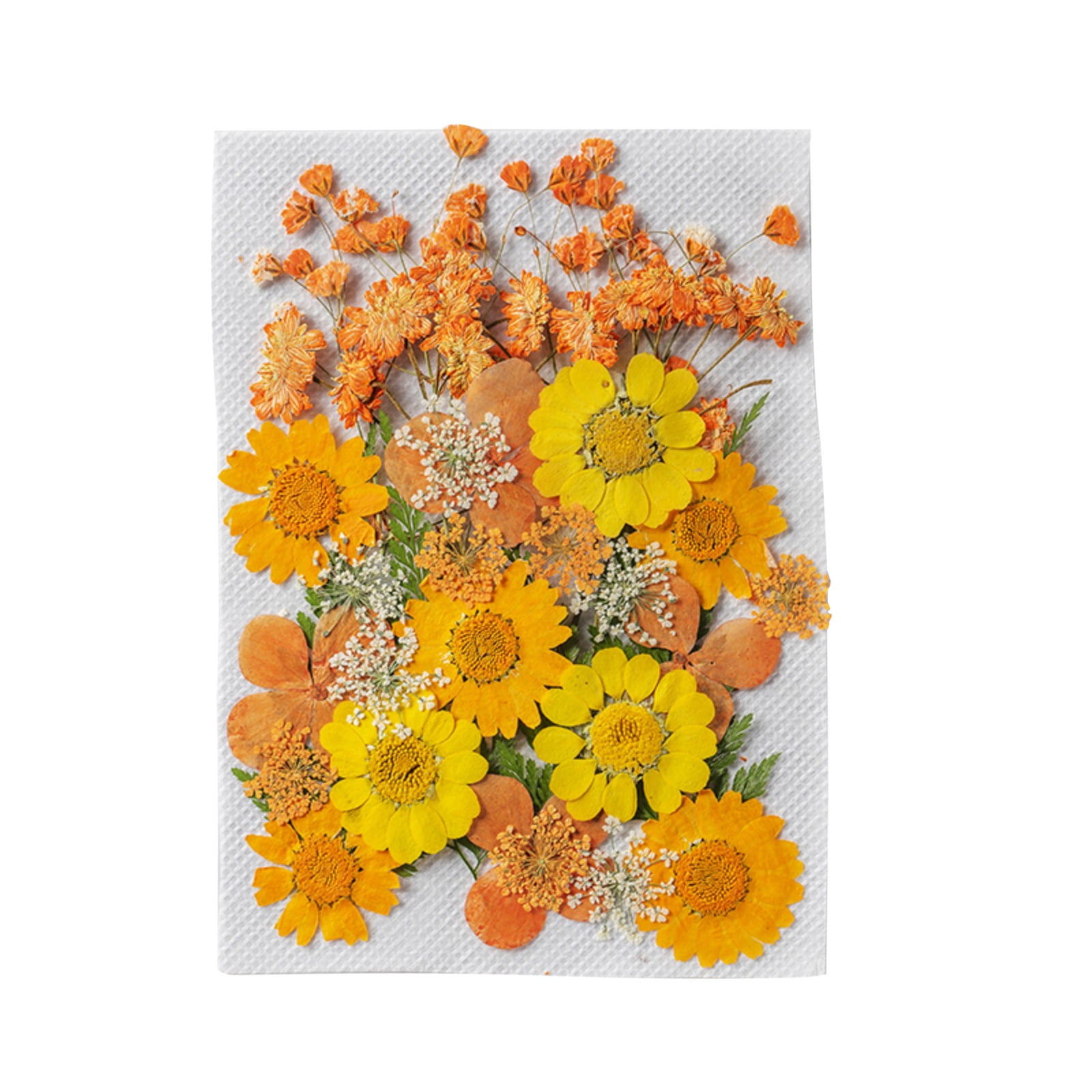 Dried Flower Embossing Material Real Nature Flowers Set for Resin DIY ...