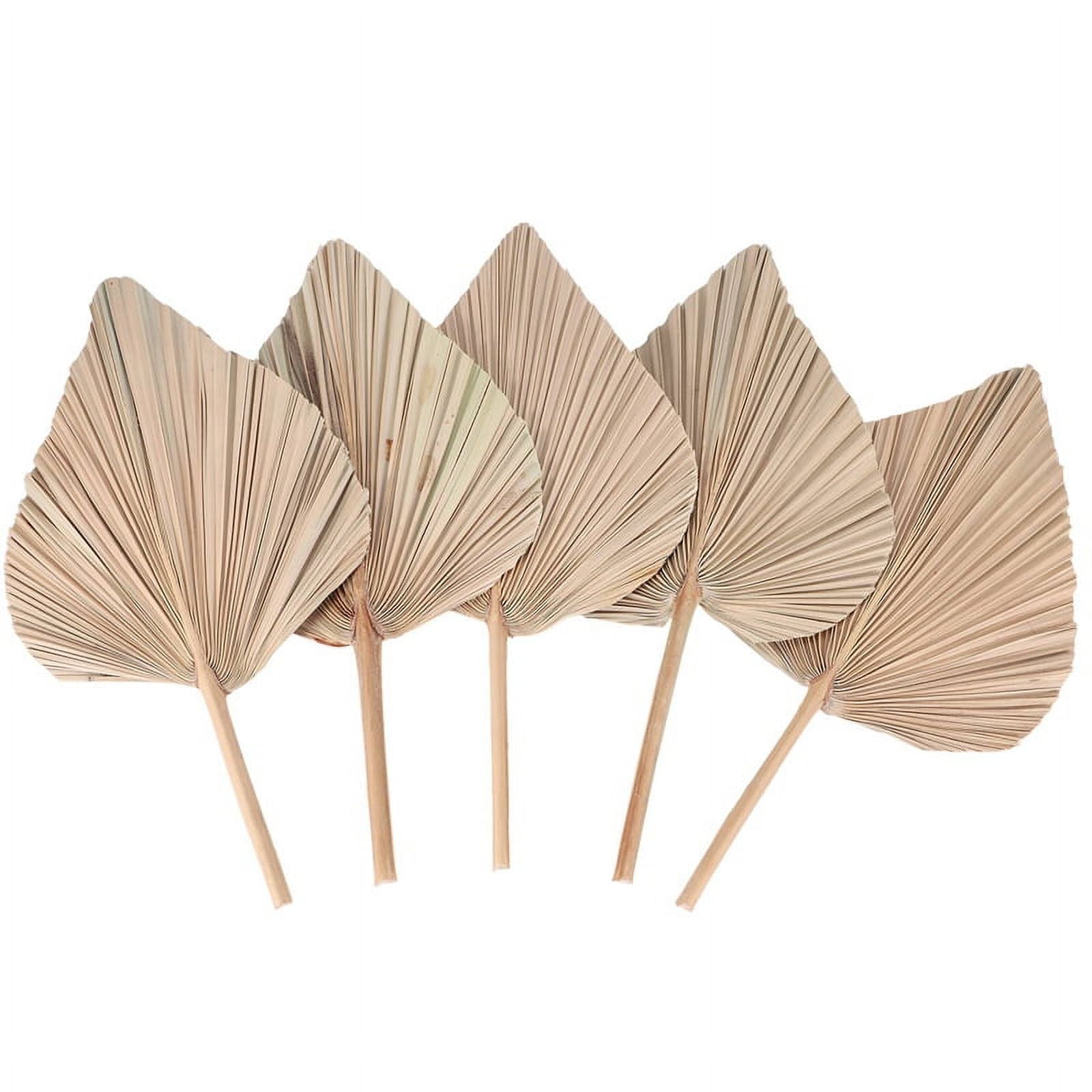 Dried Palm Leaves Room Decor 5 Pieces - 18Inch H x 10Inch W Large ...