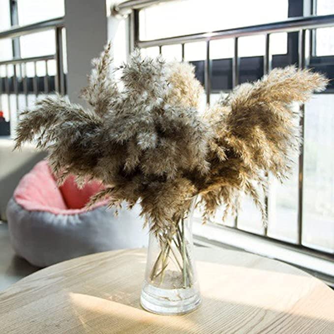 Dried Reed Pampas Grass Natural Photography Prop Dried Plant Bunch for ...