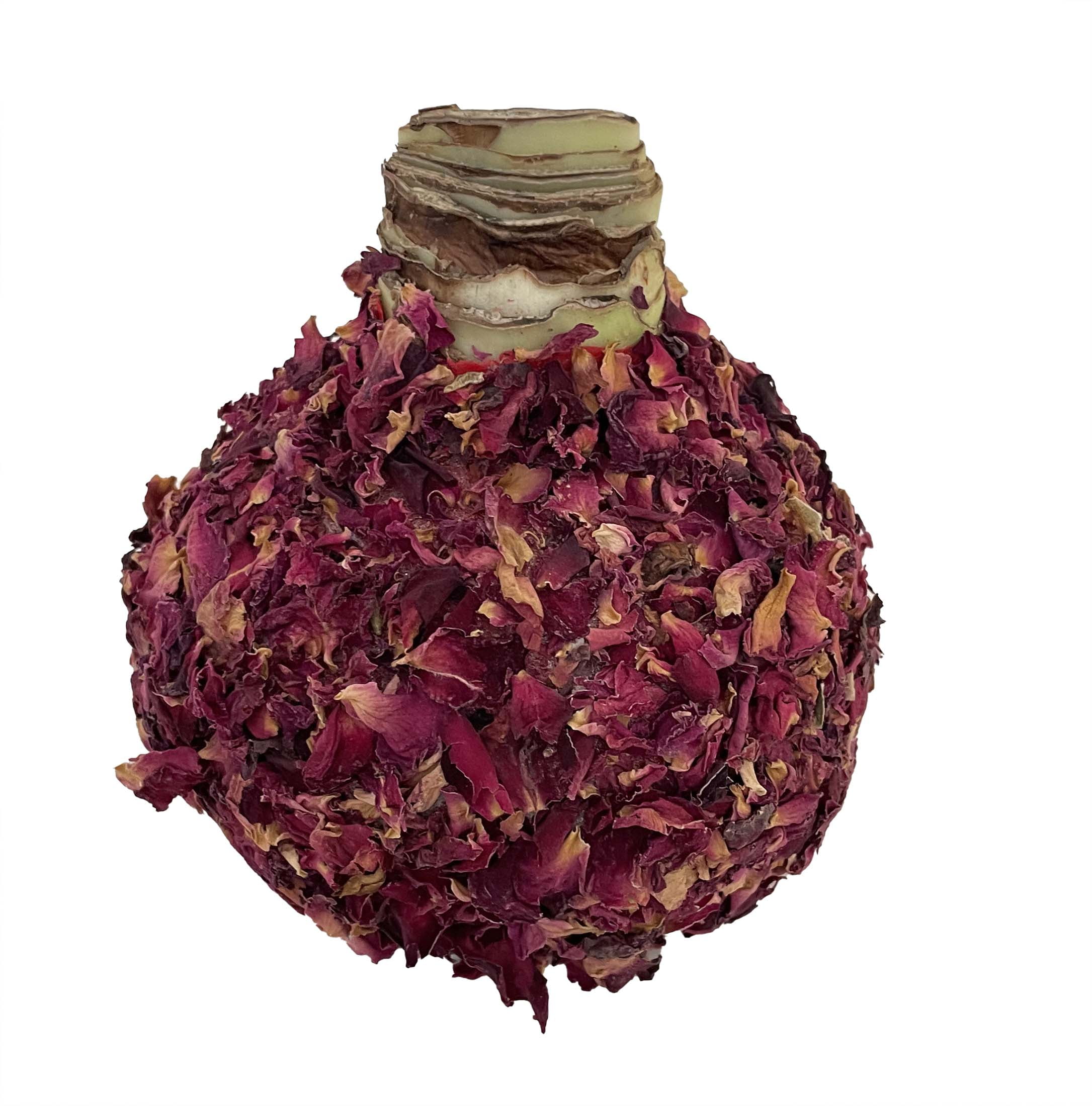 Dried Rose Petal Botanical Jumbo Amaryllis Bulb - Revelation Pink/White ...