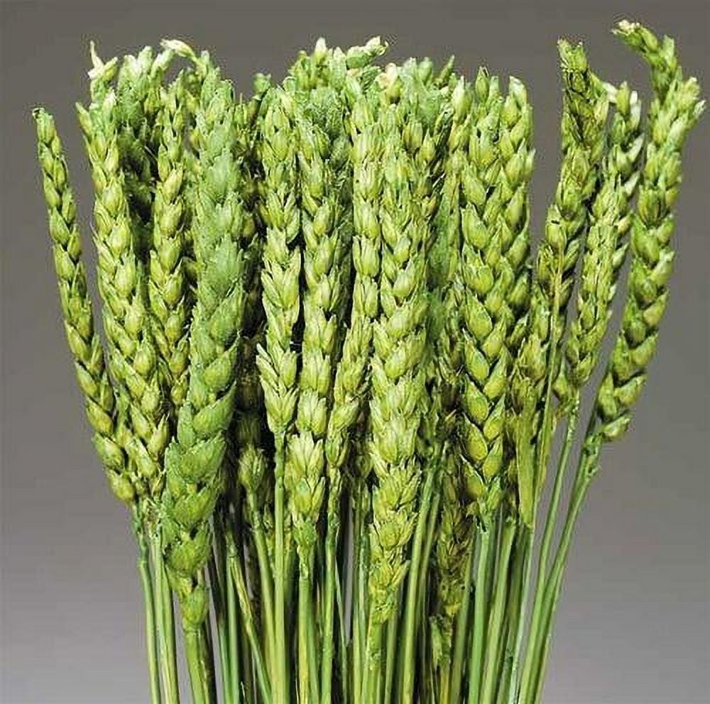 Dried Wheat Grass bunch 8 oz, 40-60 stems Basil Green Long Stem Wheat ...