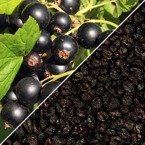 Dried Black Currants